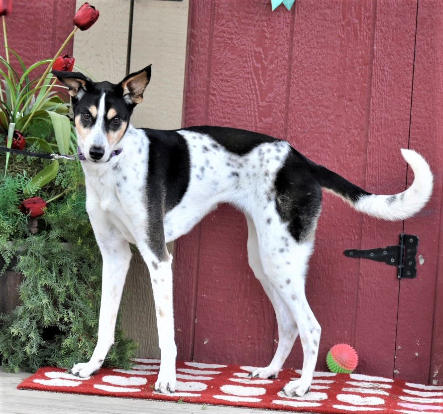 Dog for Adoption - TRUE BLUE ROO, a Australian Shepherd in Columbia, TN ...