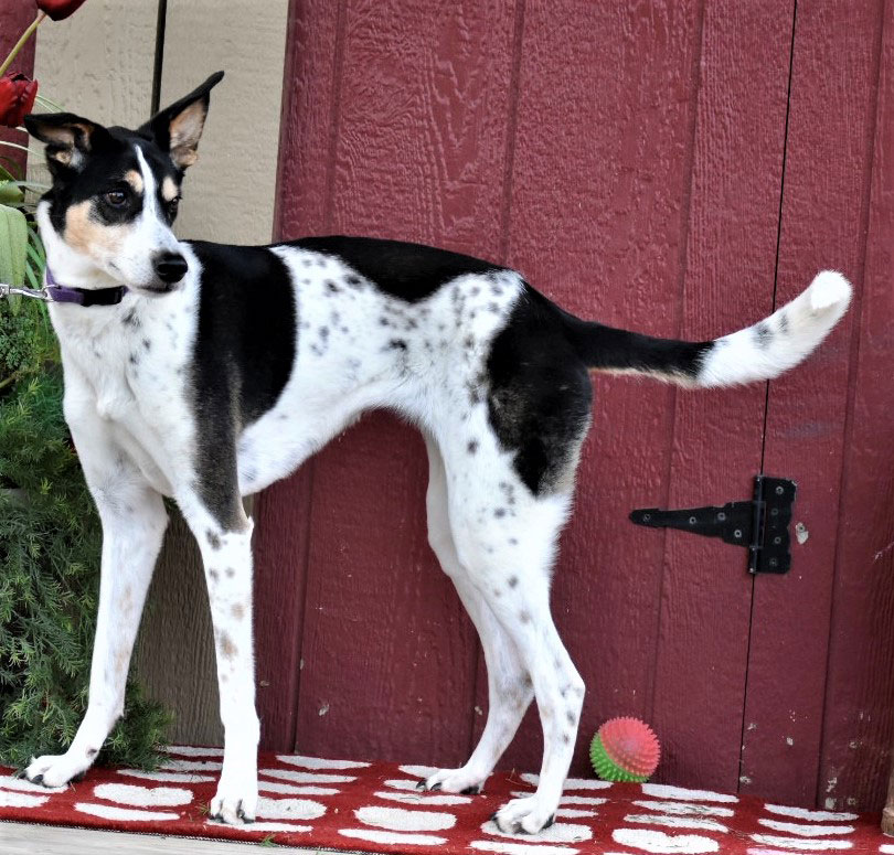 Dog for Adoption - TRUE BLUE ROO, a Australian Shepherd in Columbia, TN ...