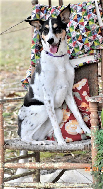 Dog for Adoption - TRUE BLUE ROO, a Australian Shepherd in Columbia, TN ...