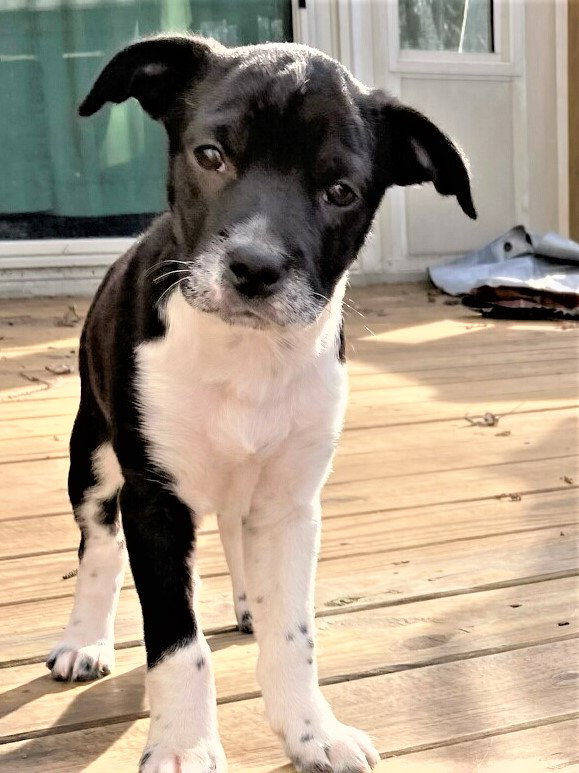 Dog for Adoption - PUPPY ARCHER, a Terrier in Cannon County, TN | Alpha Paw