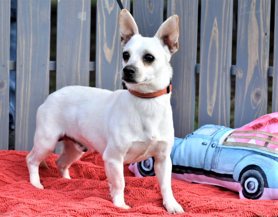Dog for Adoption - CHACHI, a Chihuahua in Ashland City, TN | Alpha Paw