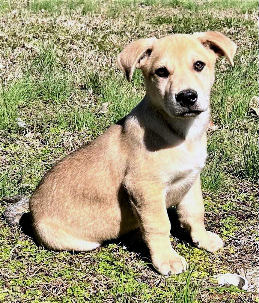 Dog for Adoption - PUPPY MARLEY, a Labrador Retriever in Lebanon, TN ...