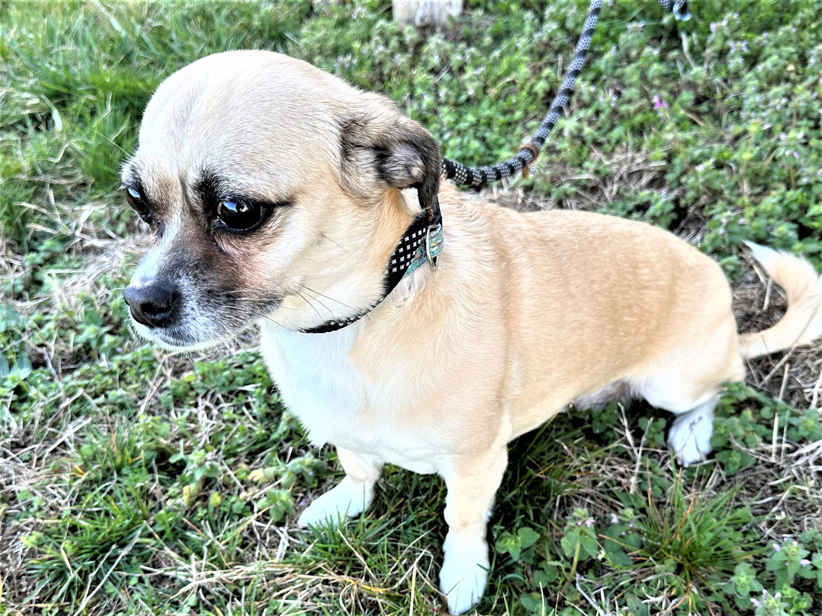 Dog for Adoption - SITTING PRETTY PENNY, a Pug in White Bluff, TN ...