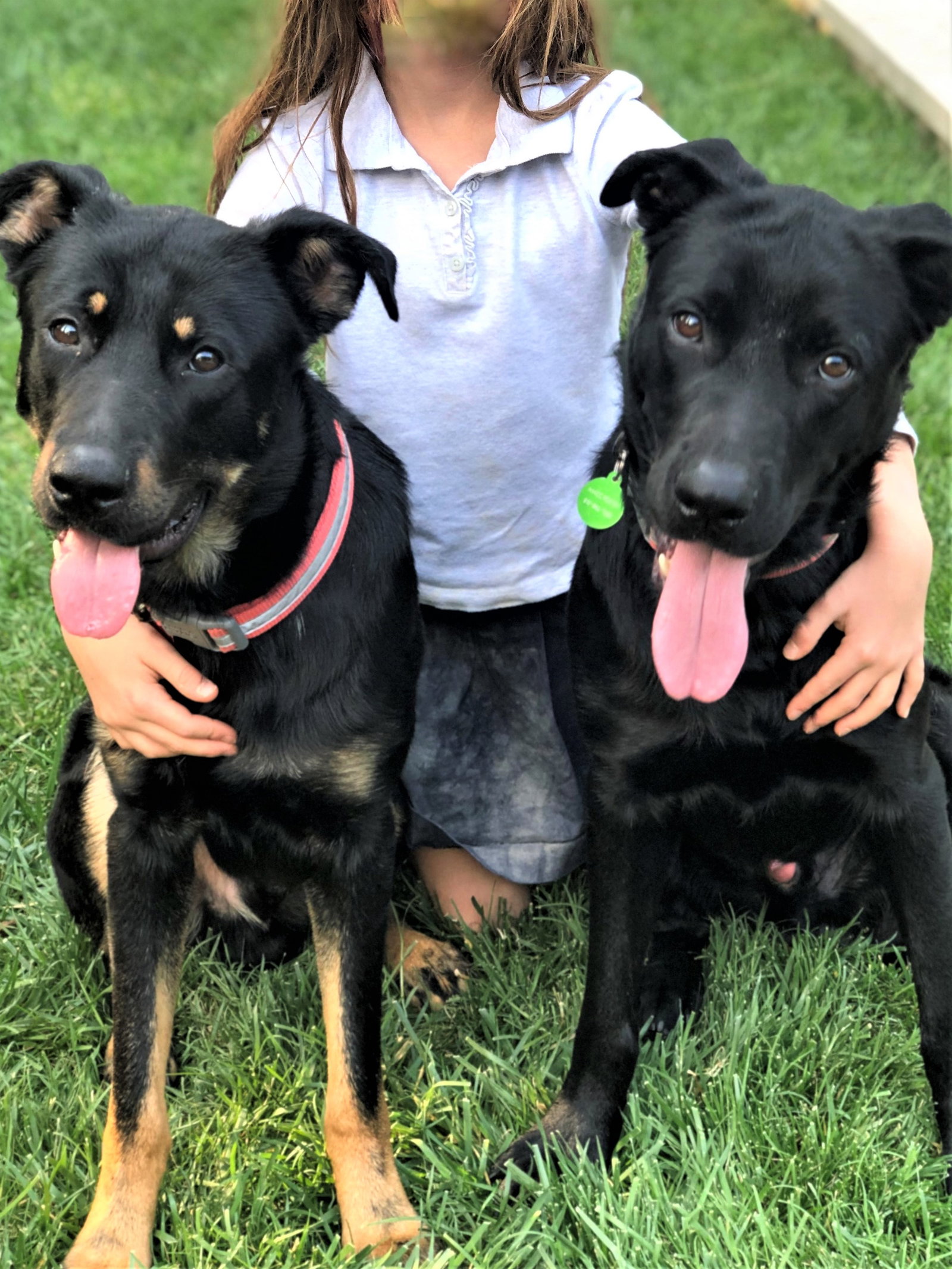 Dog for Adoption - CYRUS & ATREUS - BONDED PAIR, a Labrador Retriever ...