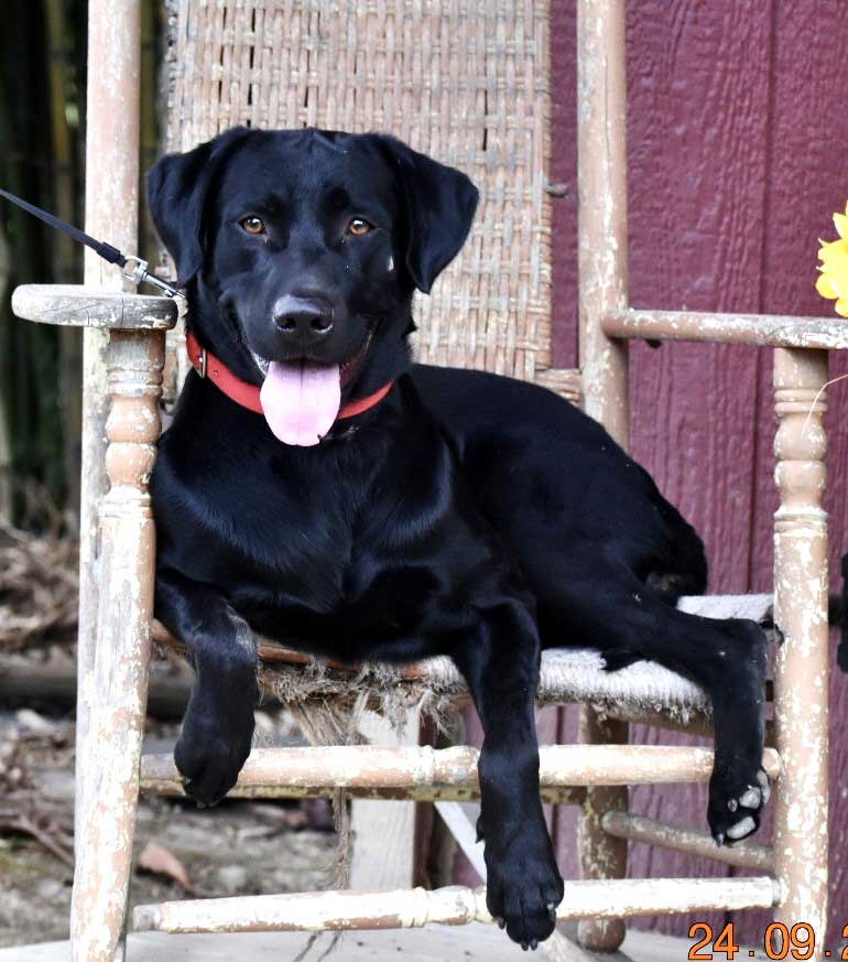 Dog for Adoption - ELVIS, a Black Labrador Retriever in Nashville, TN ...