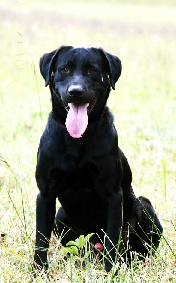Dog for Adoption - ELVIS, a Black Labrador Retriever in Nashville, TN ...