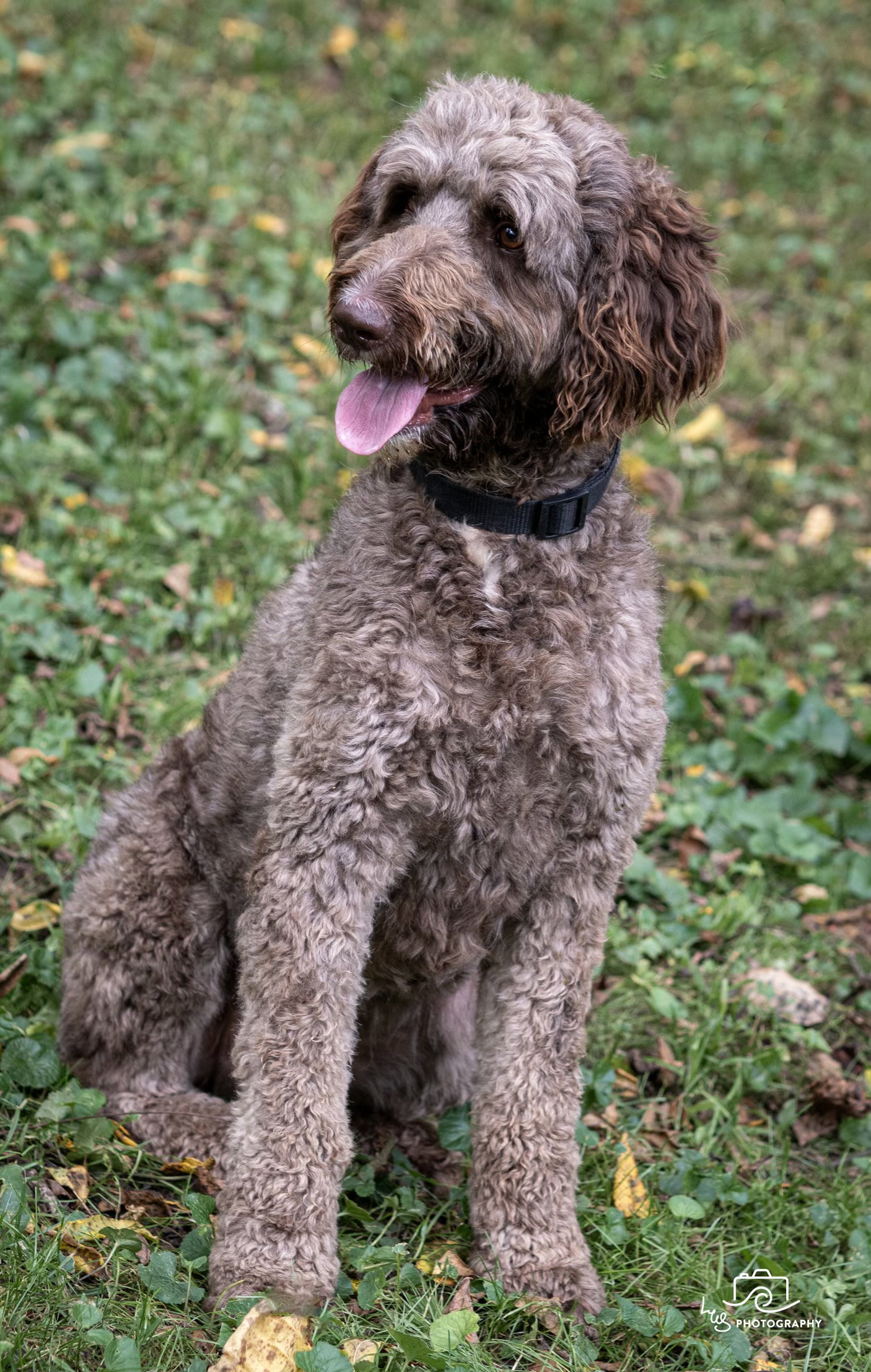 Dog for Adoption - MARVELOUS MILO, a Australian Shepherd in Springfield ...
