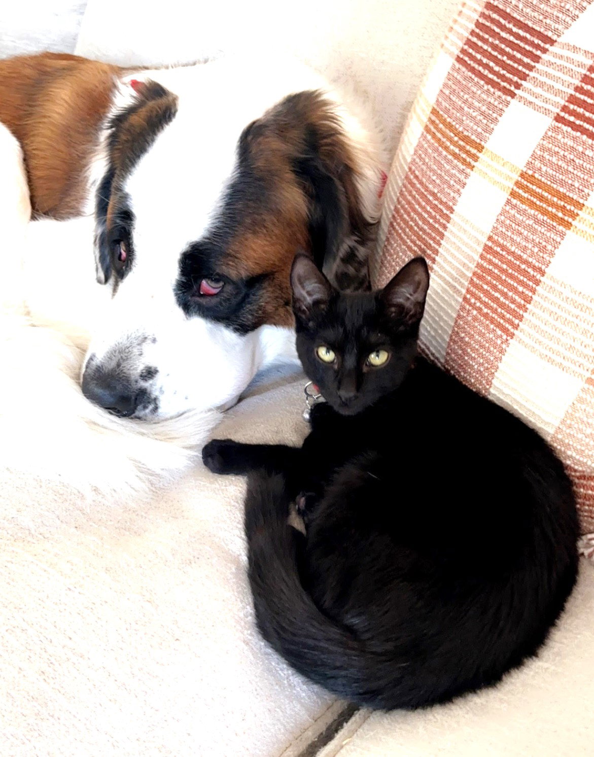 Cat adoption in Franklin, TN 37069: Tuxedo (short coat) Cat "KITTEN ...