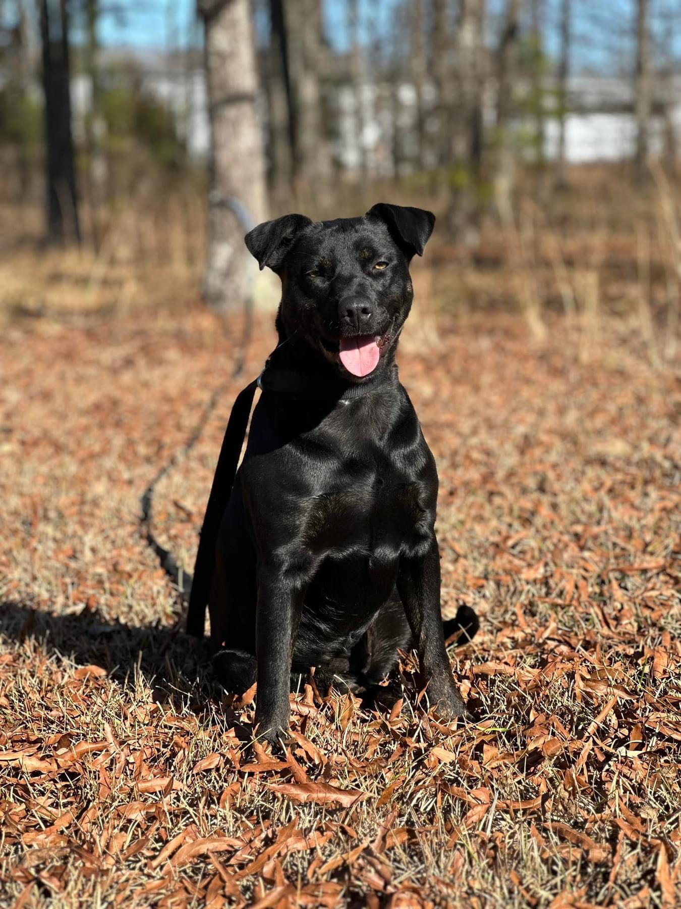 Dog for Adoption - MELLOW WINI, a Labrador Retriever in Springfield, TN ...