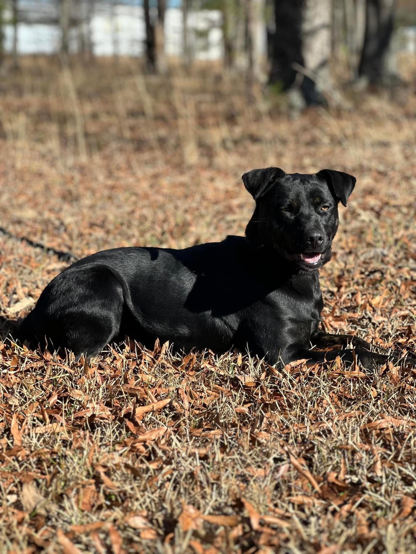 Dog for Adoption - MELLOW WINI, a Labrador Retriever in Springfield, TN ...