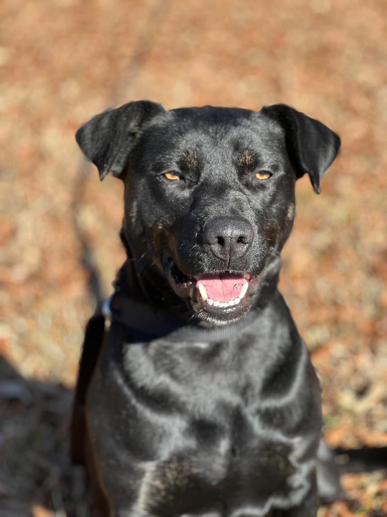 Dog for Adoption - MELLOW WINI, a Labrador Retriever in Springfield, TN ...