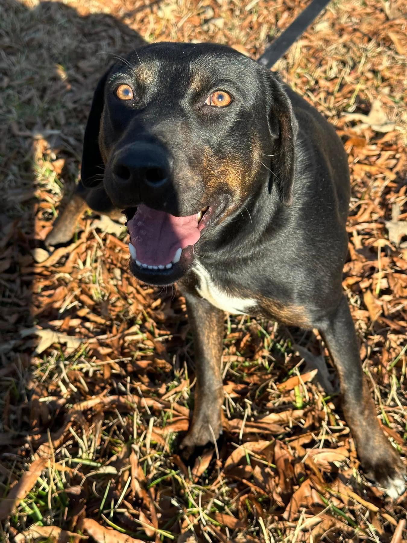Dog for Adoption - BONNIE, a Labrador Retriever in Goodlettsville, TN ...