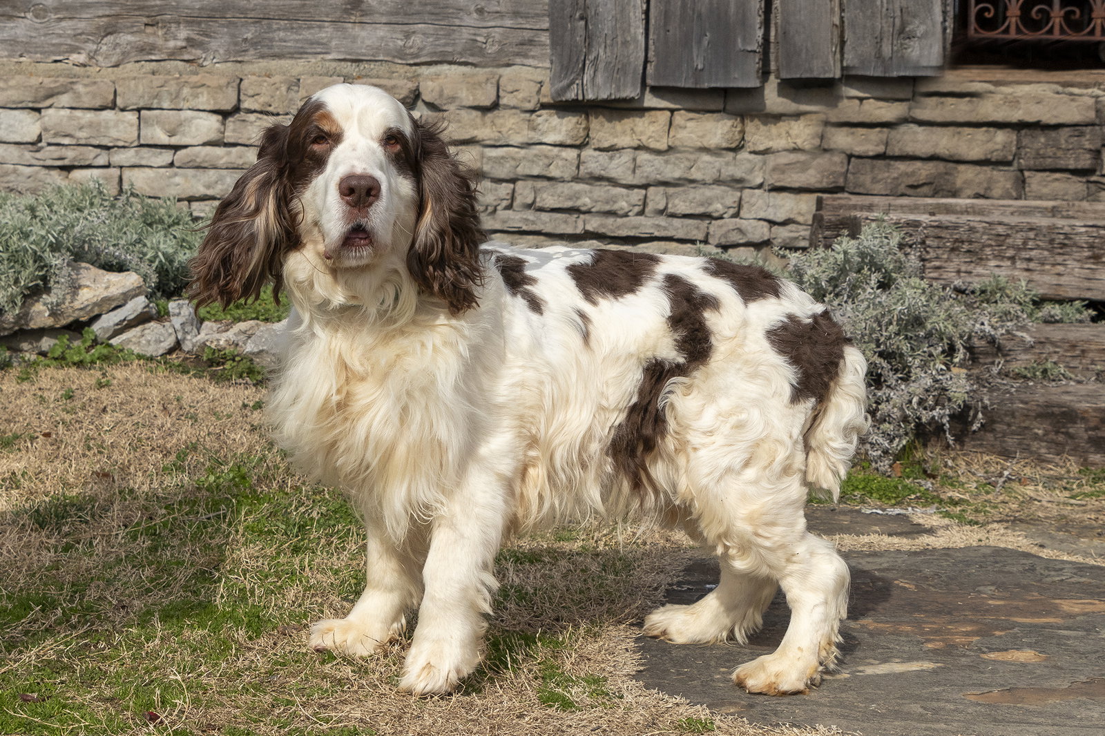 Dog for Adoption - MOSES, a Springer Spaniel in Hendersonville, TN ...
