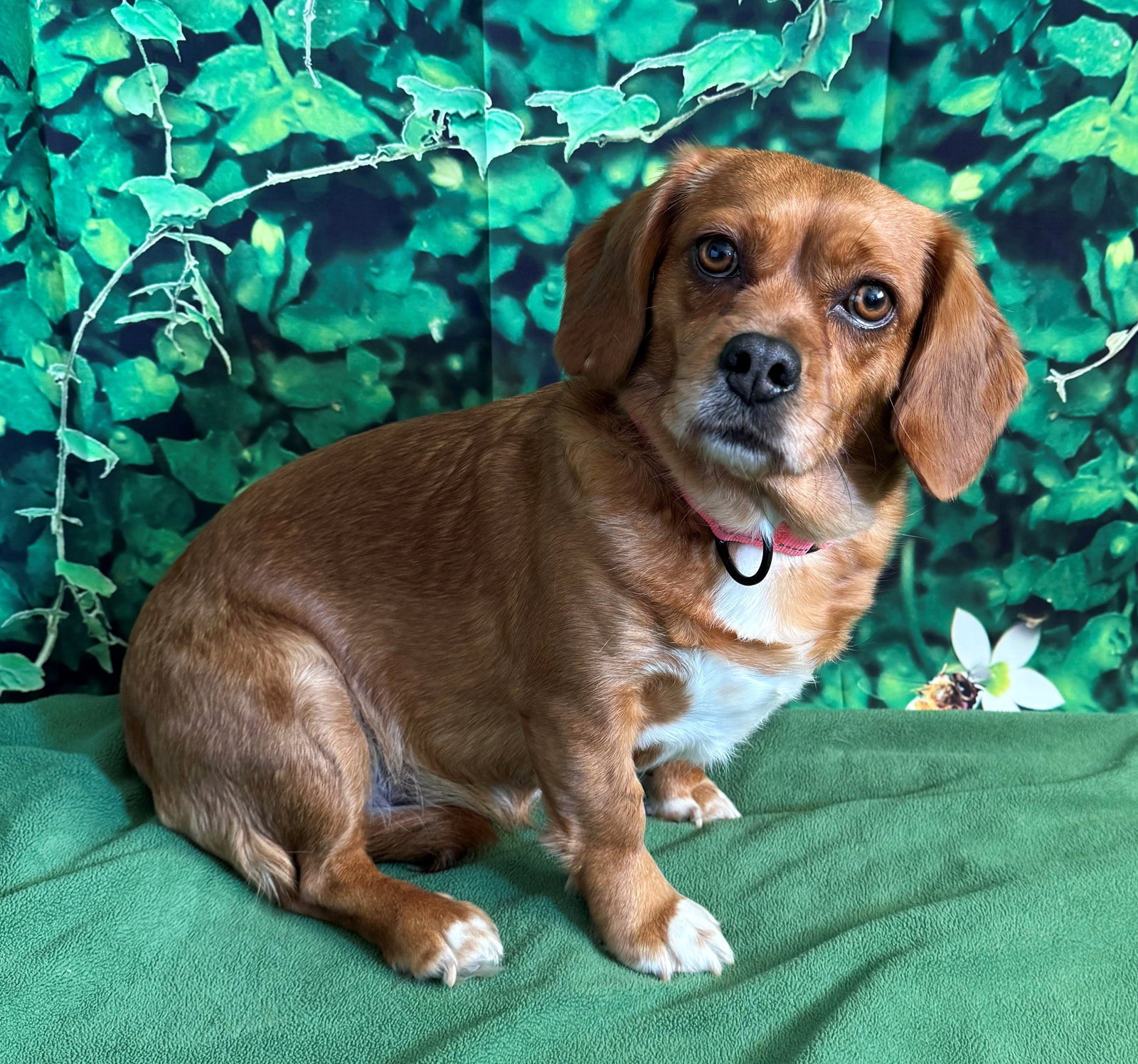 Dog for Adoption - MISS MILLIE, a Pug in Shelbyville, TN | Alpha Paw