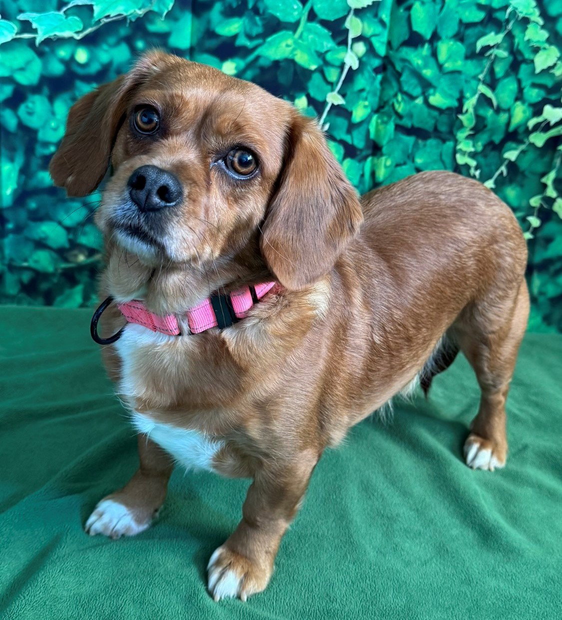 Dog for Adoption - MISS MILLIE, a Pug in Dickson, TN | Alpha Paw