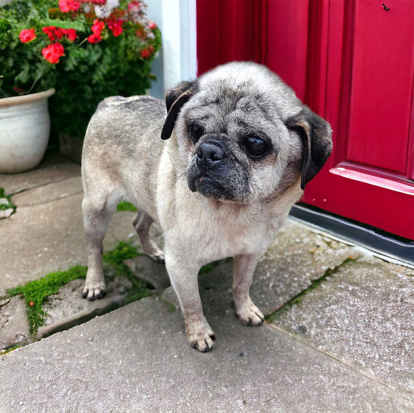 Dog for Adoption - BOO BOO, a Pug in Lewisburg, TN | Alpha Paw