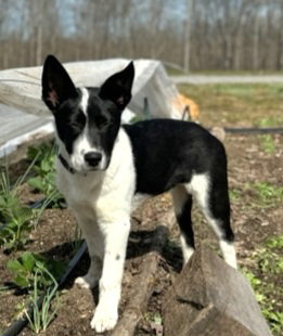 Dog for Adoption - PUPPY BELIZE, a Labrador Retriever in Dickson County ...
