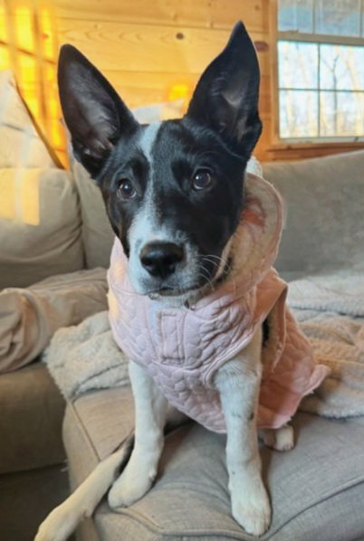 Dog for Adoption - PUPPY BELIZE, a Labrador Retriever in Dickson County ...