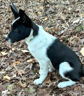 Dog for Adoption - PUPPY BELIZE, a Labrador Retriever in Dickson County ...