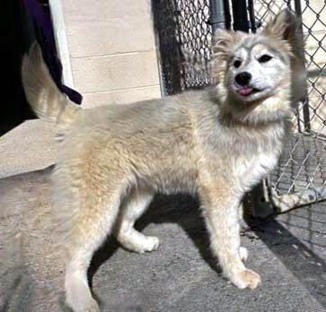 Dog adoption in Franklin, TN 37069: Husky / Australian Shepherd / Mixed ...