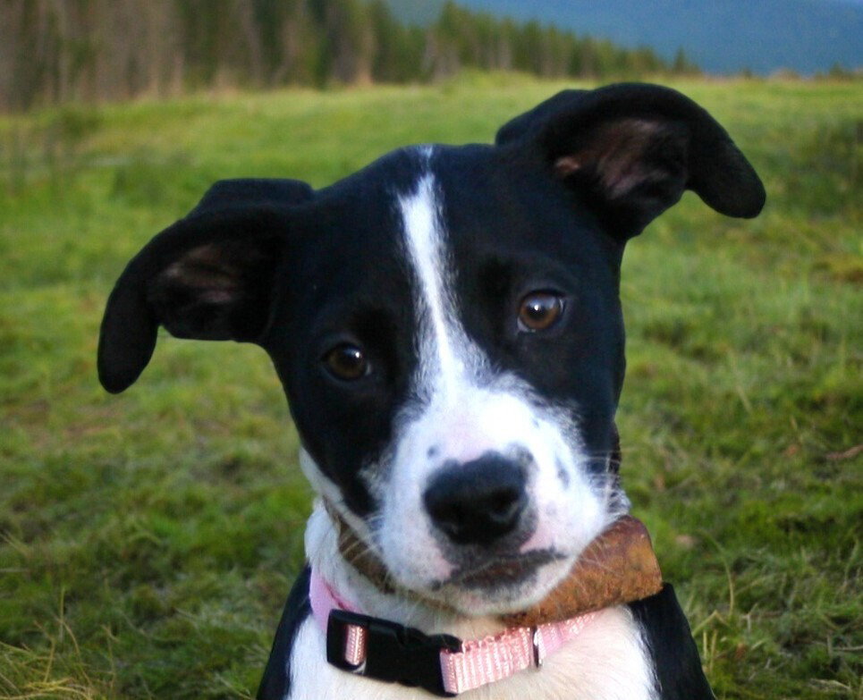 Dog for Adoption - PUPPY PETUNIA, a Labrador Retriever in White House ...
