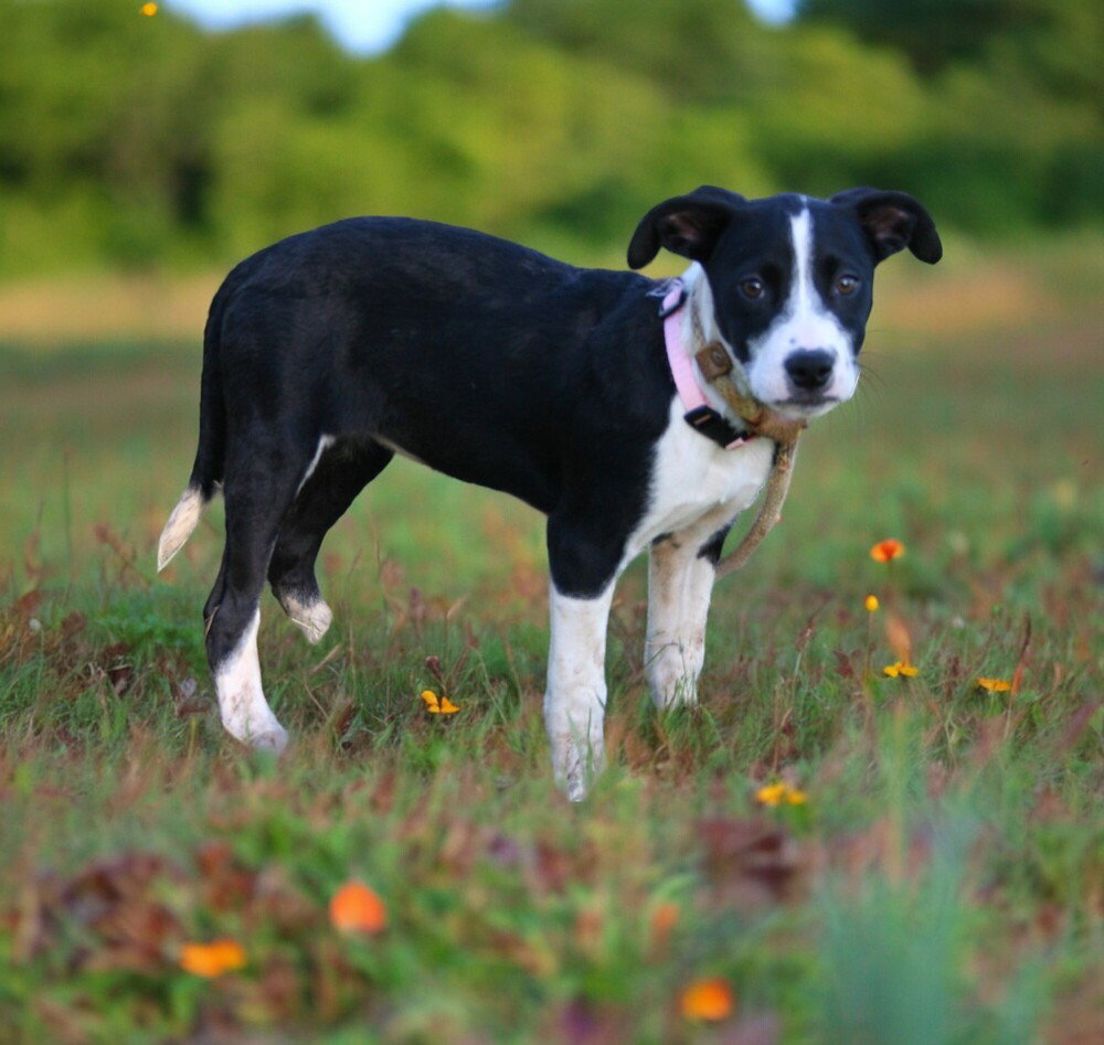 Dog for Adoption - PUPPY PETUNIA, a Labrador Retriever in White House ...