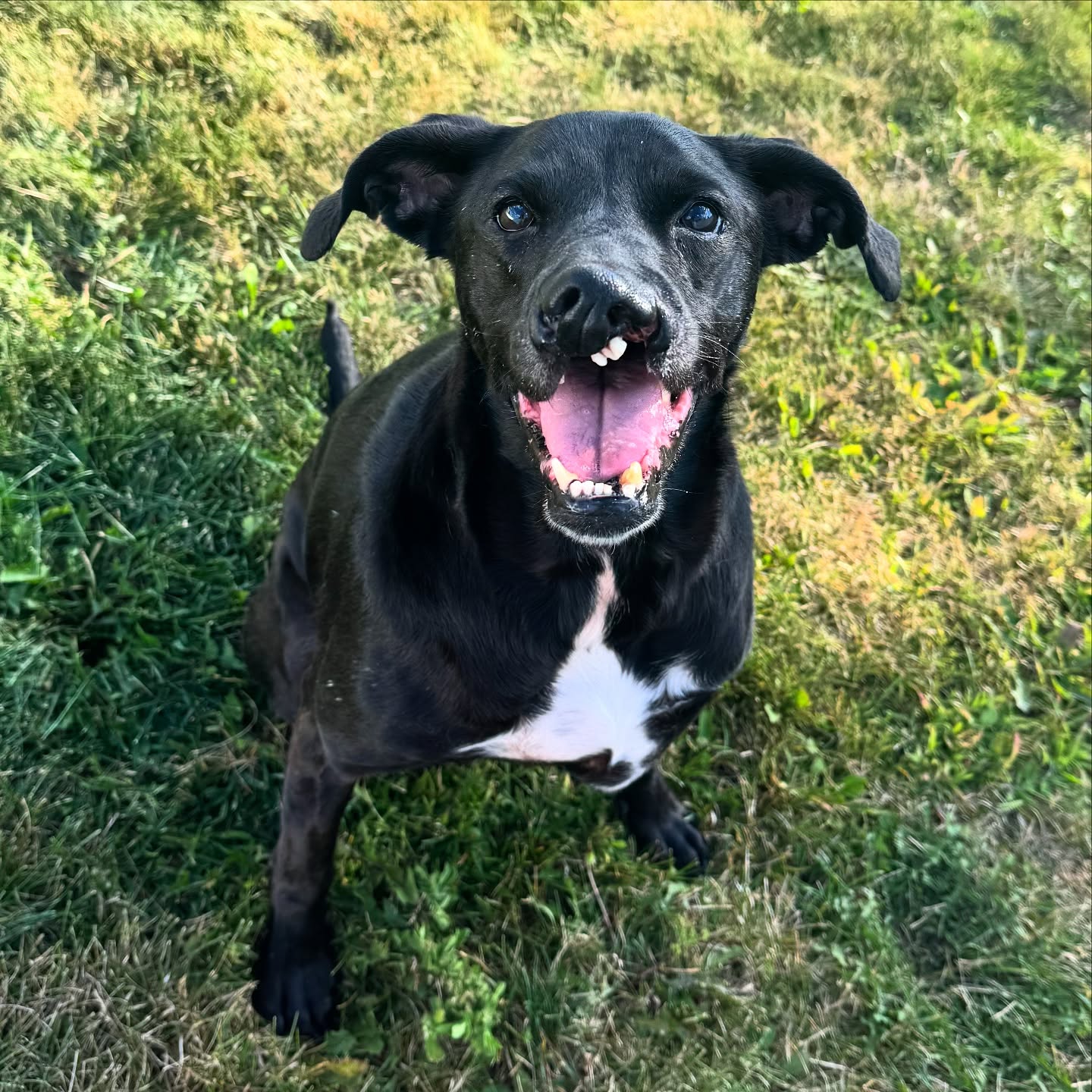 Dog for Adoption - Petunia (Courtesy Listing), a Labrador Retriever in ...