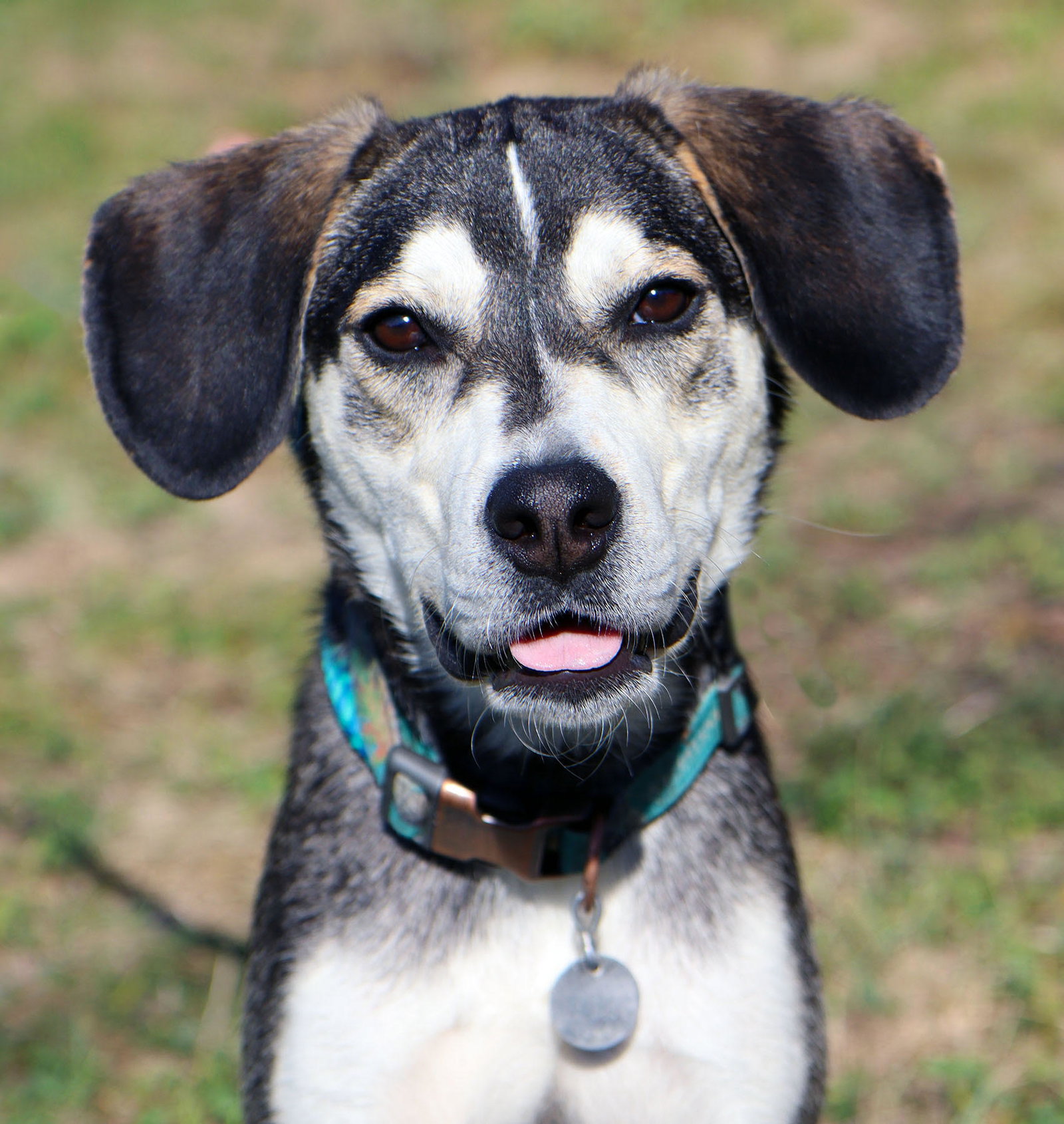 Dog for Adoption - Taz, a Beagle in Shawnee, KS | Alpha Paw