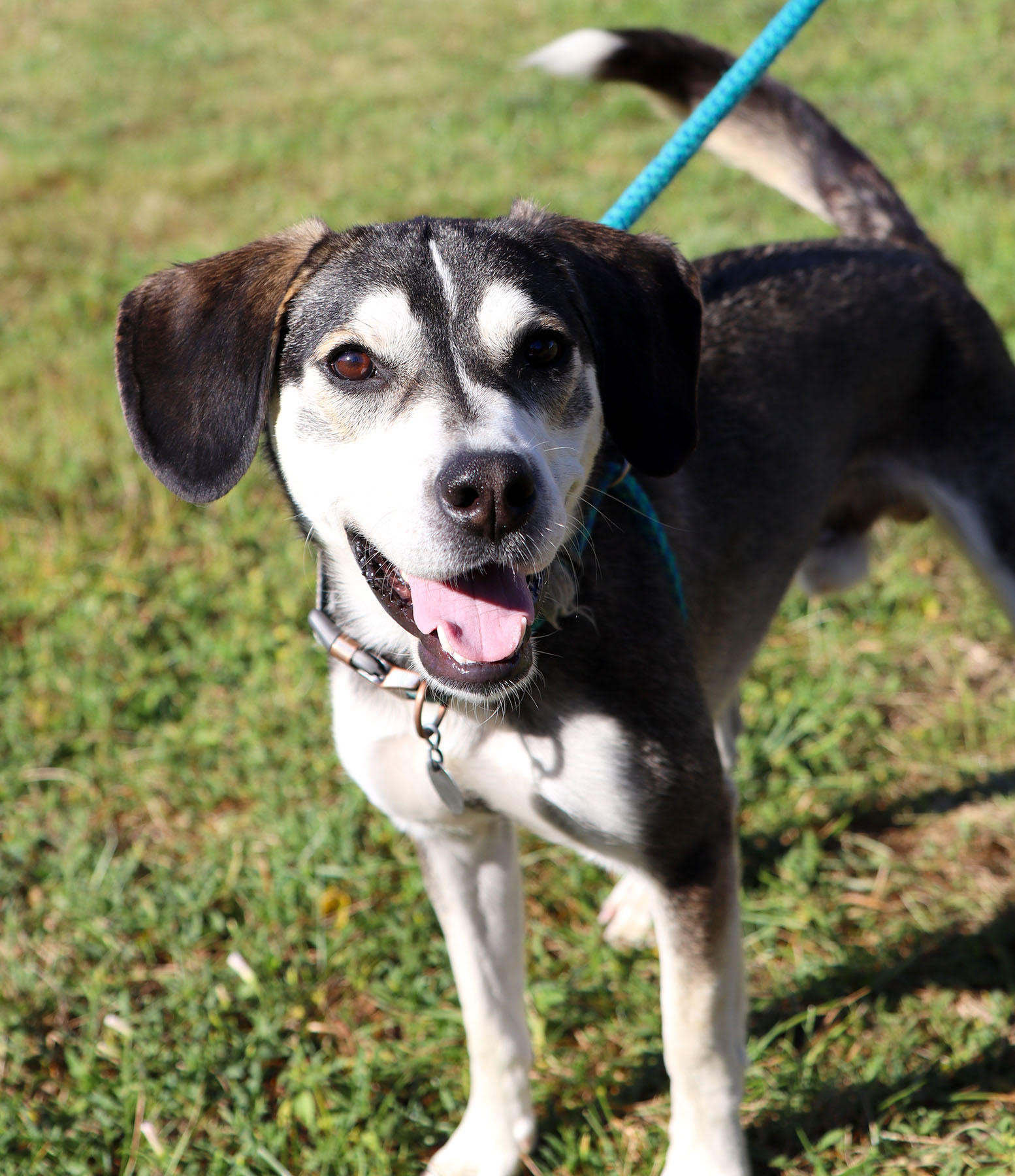 Dog for Adoption - Taz, a Beagle in Shawnee, KS | Alpha Paw