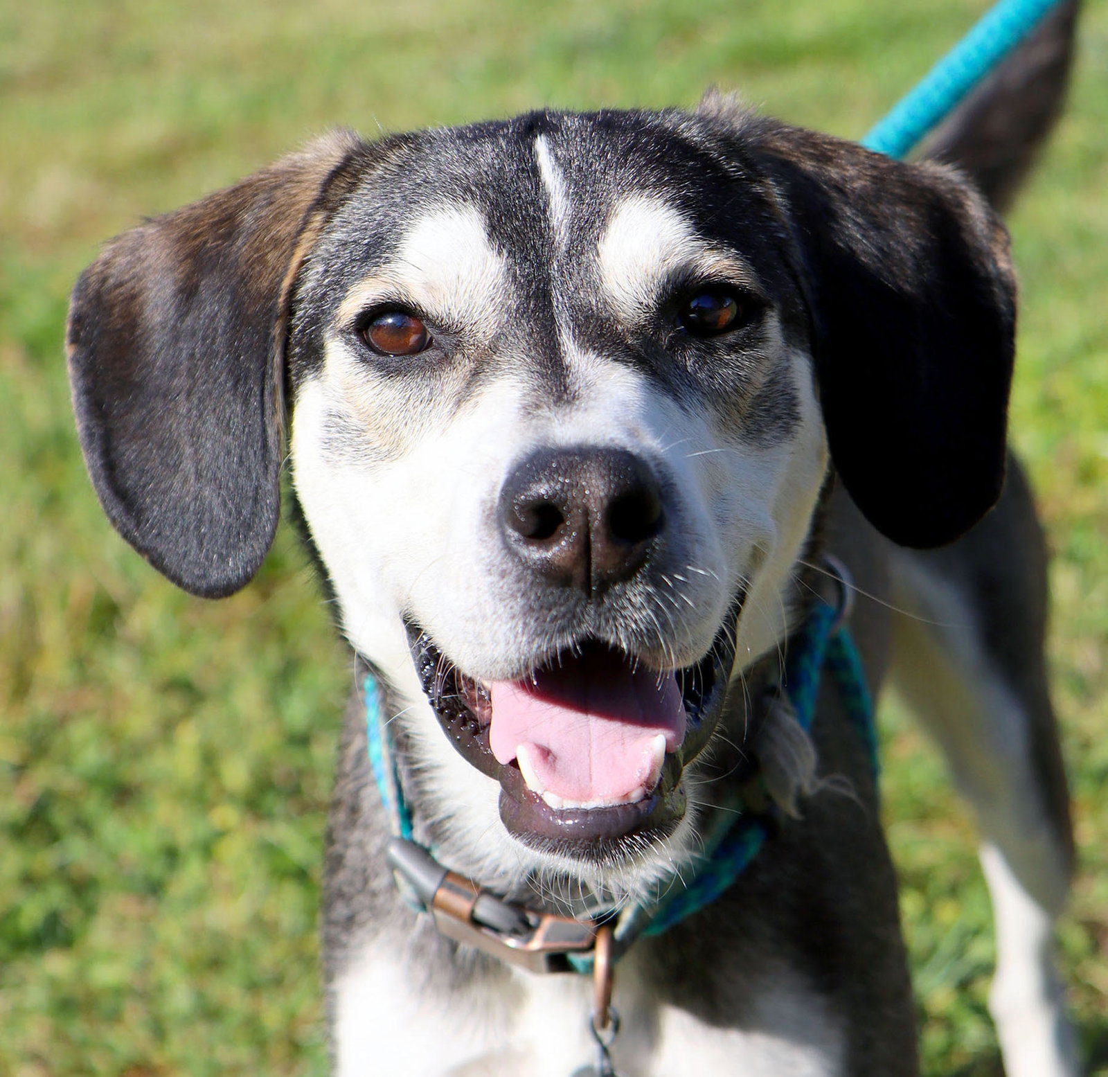 Dog for Adoption - Taz, a Beagle in Shawnee, KS | Alpha Paw
