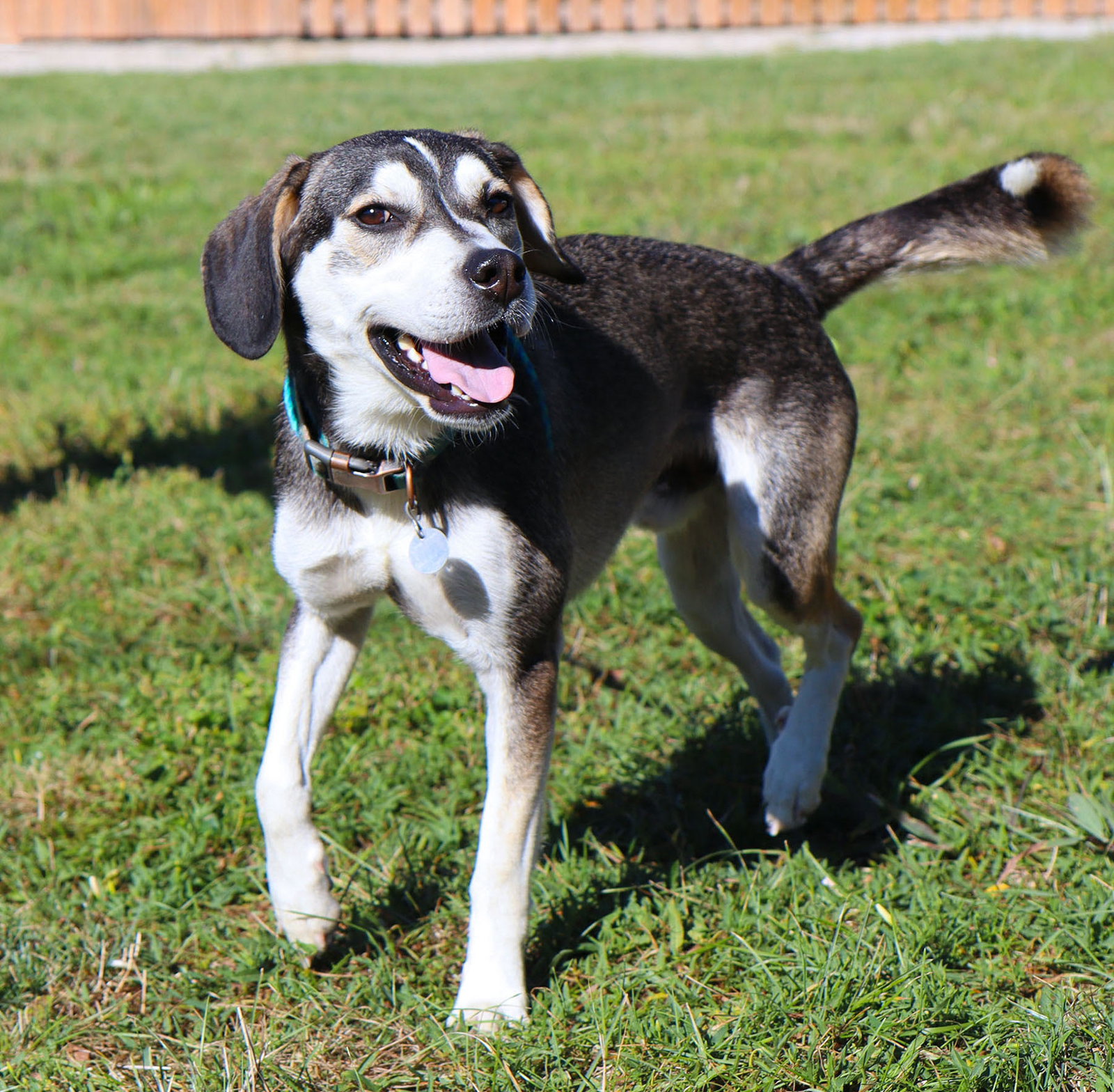 Dog for Adoption - Taz, a Beagle in Shawnee, KS | Alpha Paw