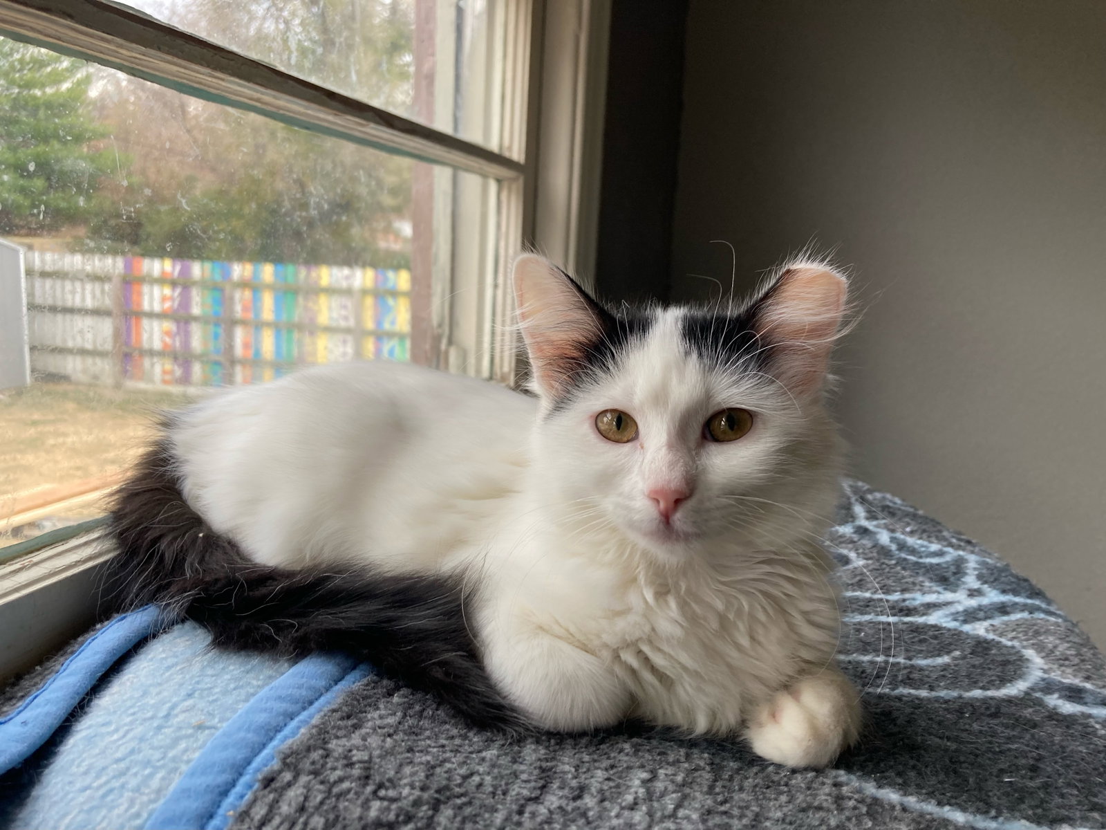 Cats for Adoption in Kansas City, Missouri | Alpha Paw