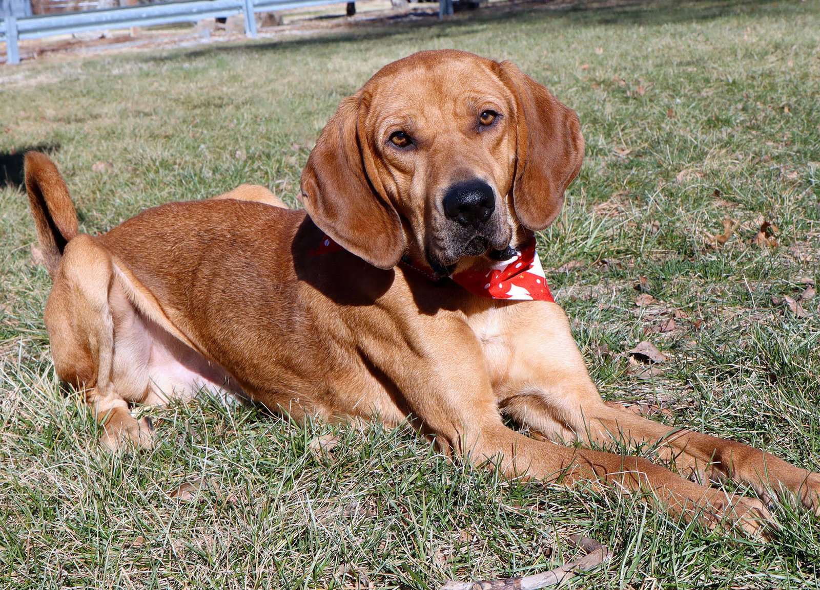 Dog for Adoption - Connor, a Hound in Kansas City, MO | Alpha Paw