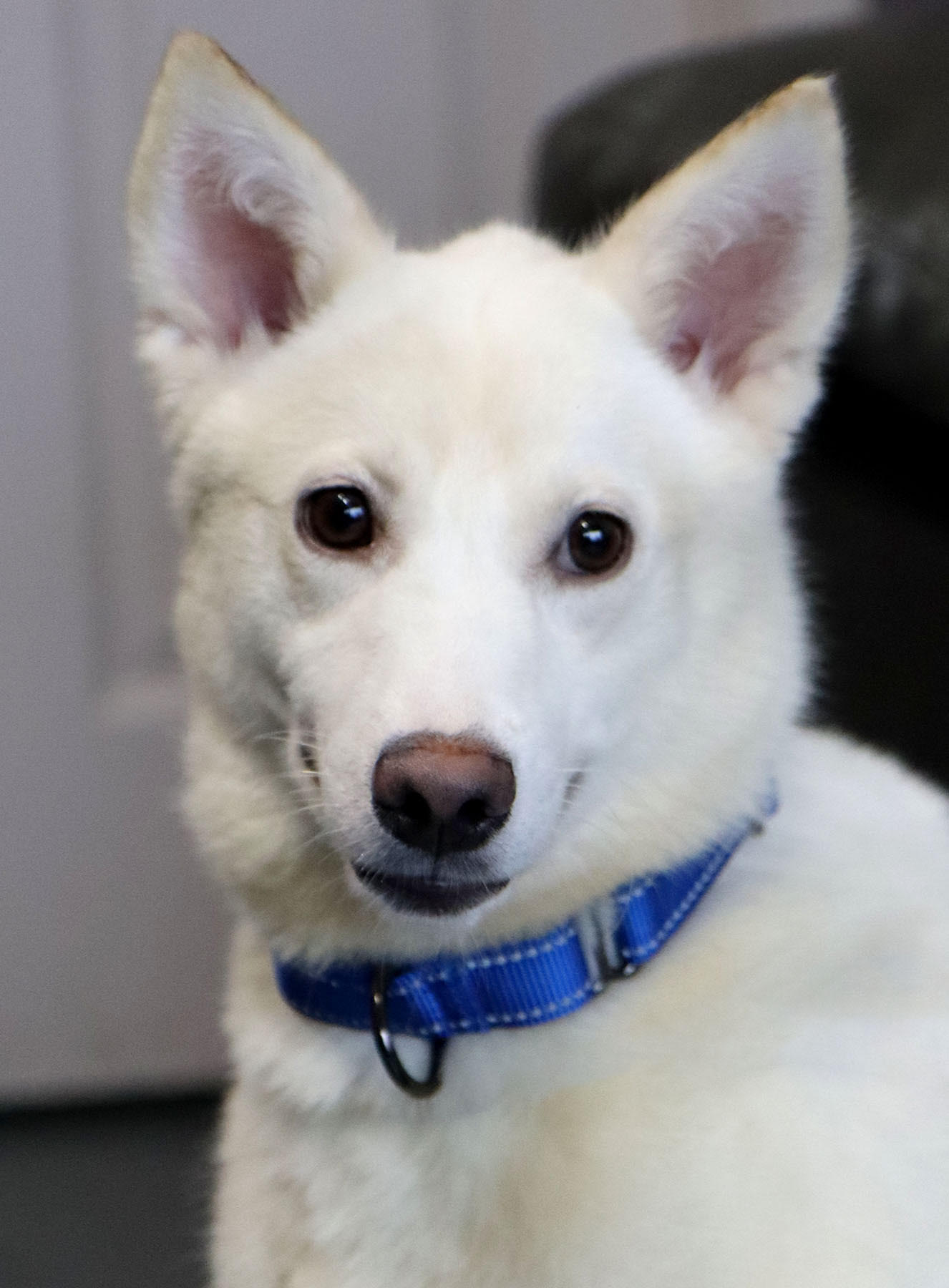 Dog for Adoption - Kiana, a Husky in Platte City, MO | Alpha Paw