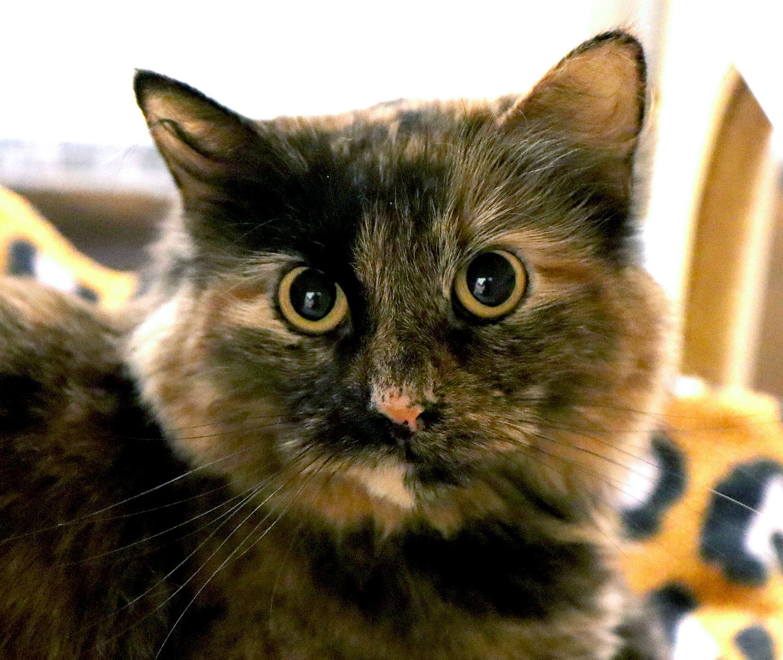 Cats for Adoption in Gardner, Kansas | Alpha Paw