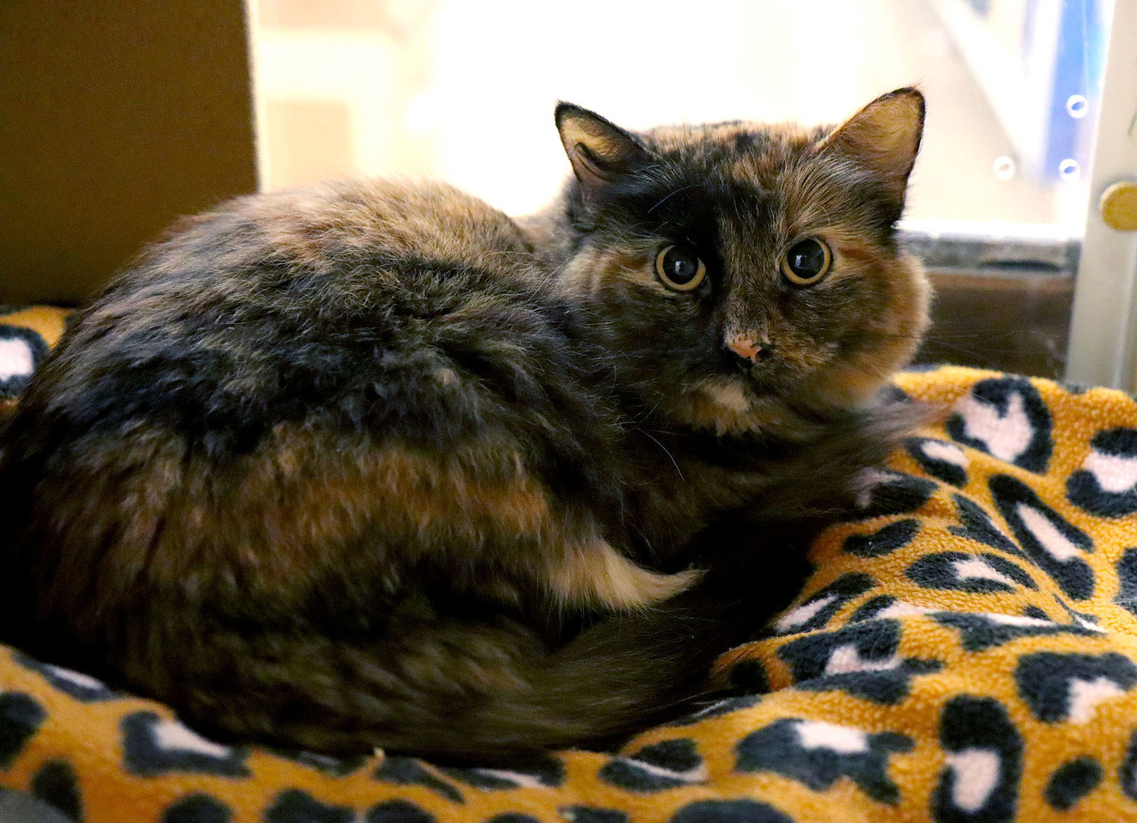 Cats for Adoption in Gardner, Kansas | Alpha Paw