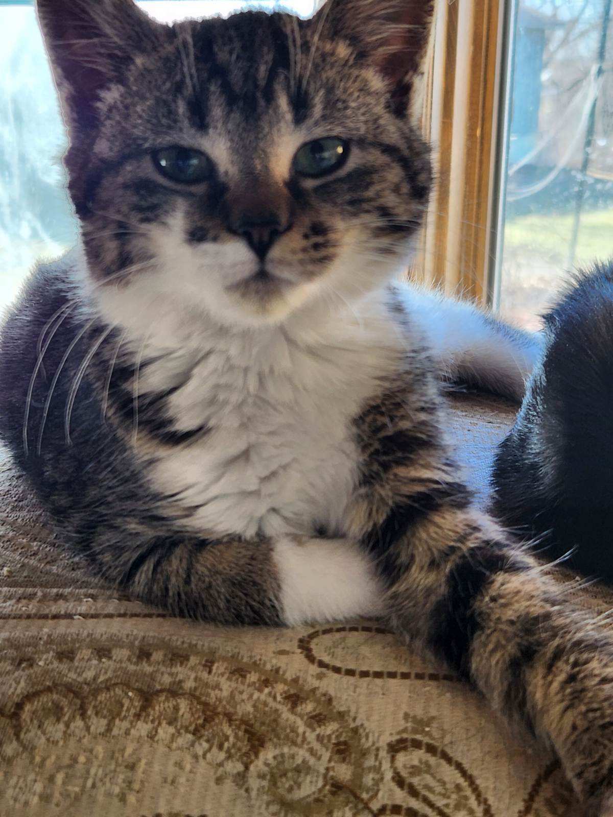 Cats for Adoption in Louisburg, Kansas | Alpha Paw