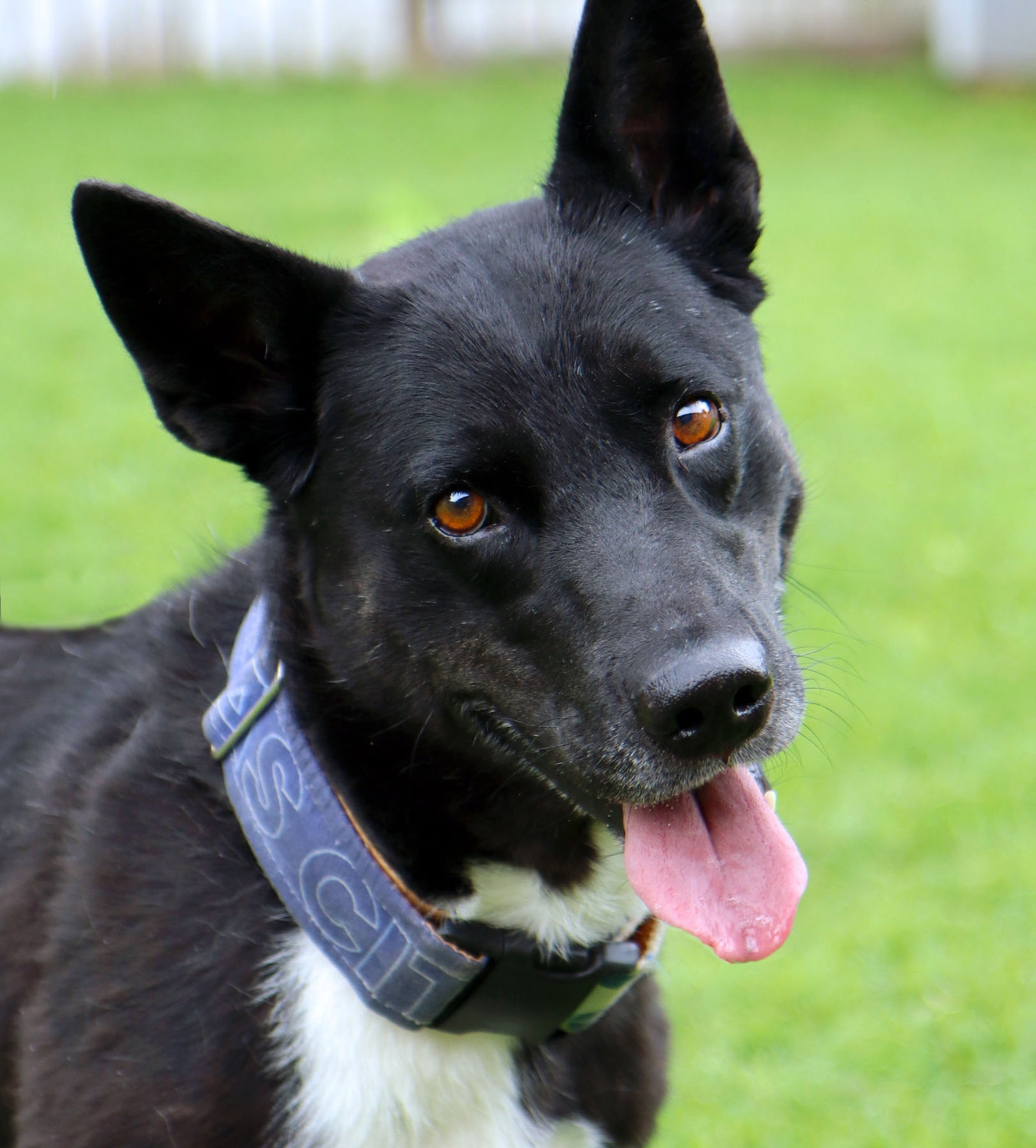 Dog for Adoption - Roy Kent, a Border Collie in Lawrence, KS | Alpha Paw