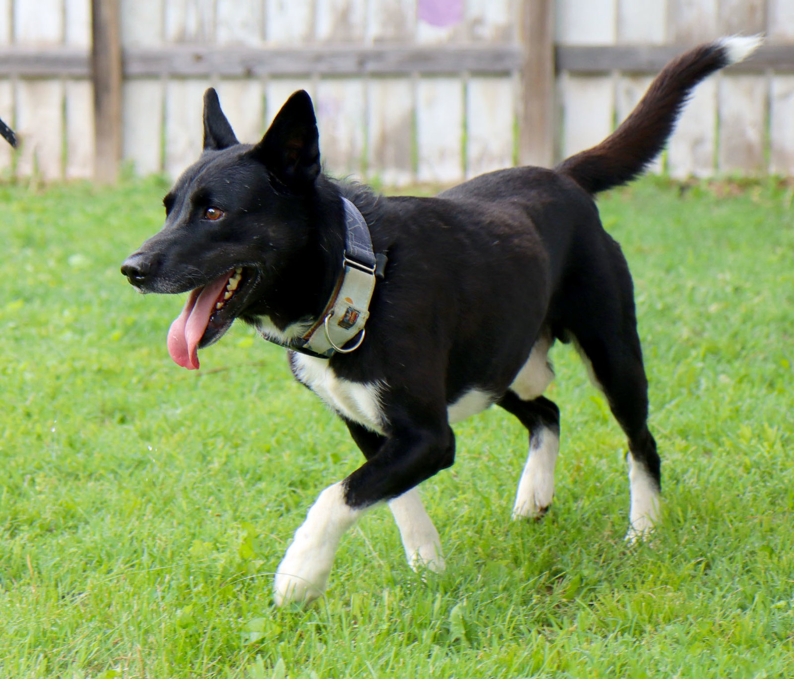 Dog for Adoption - Roy Kent, a Border Collie in Lawrence, KS | Alpha Paw