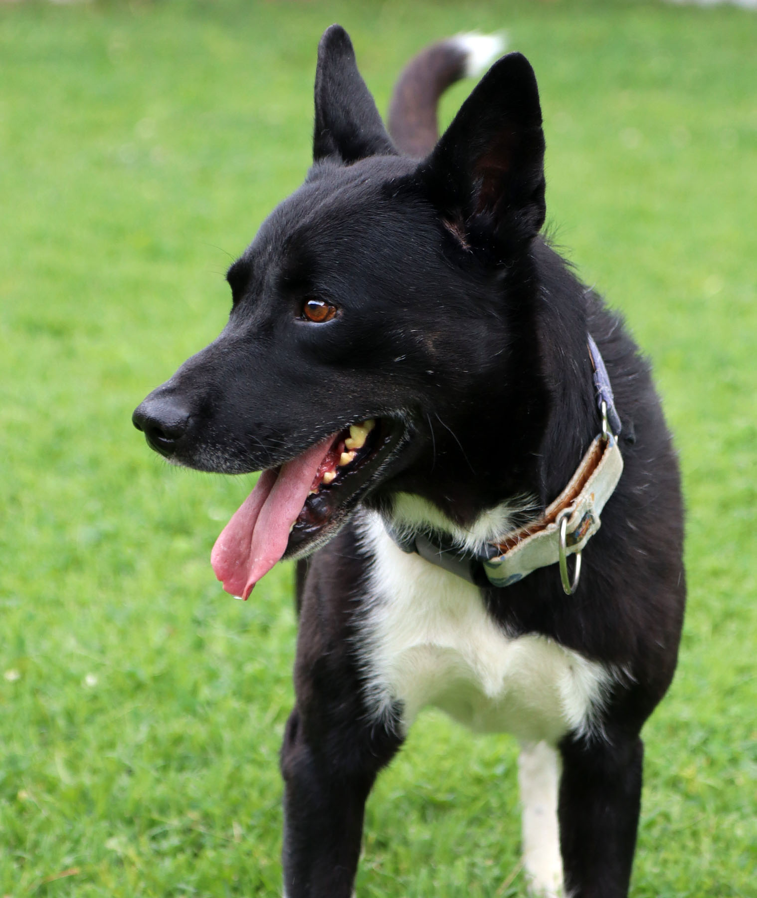Dog for Adoption - Roy Kent, a Border Collie in Lawrence, KS | Alpha Paw