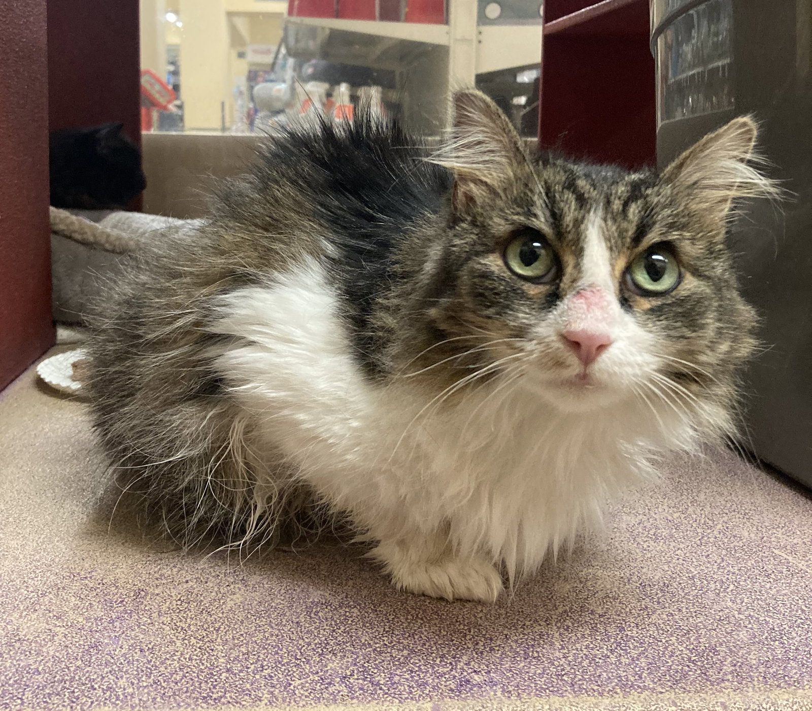Cats for Adoption in Kansas City, Kansas | Alpha Paw
