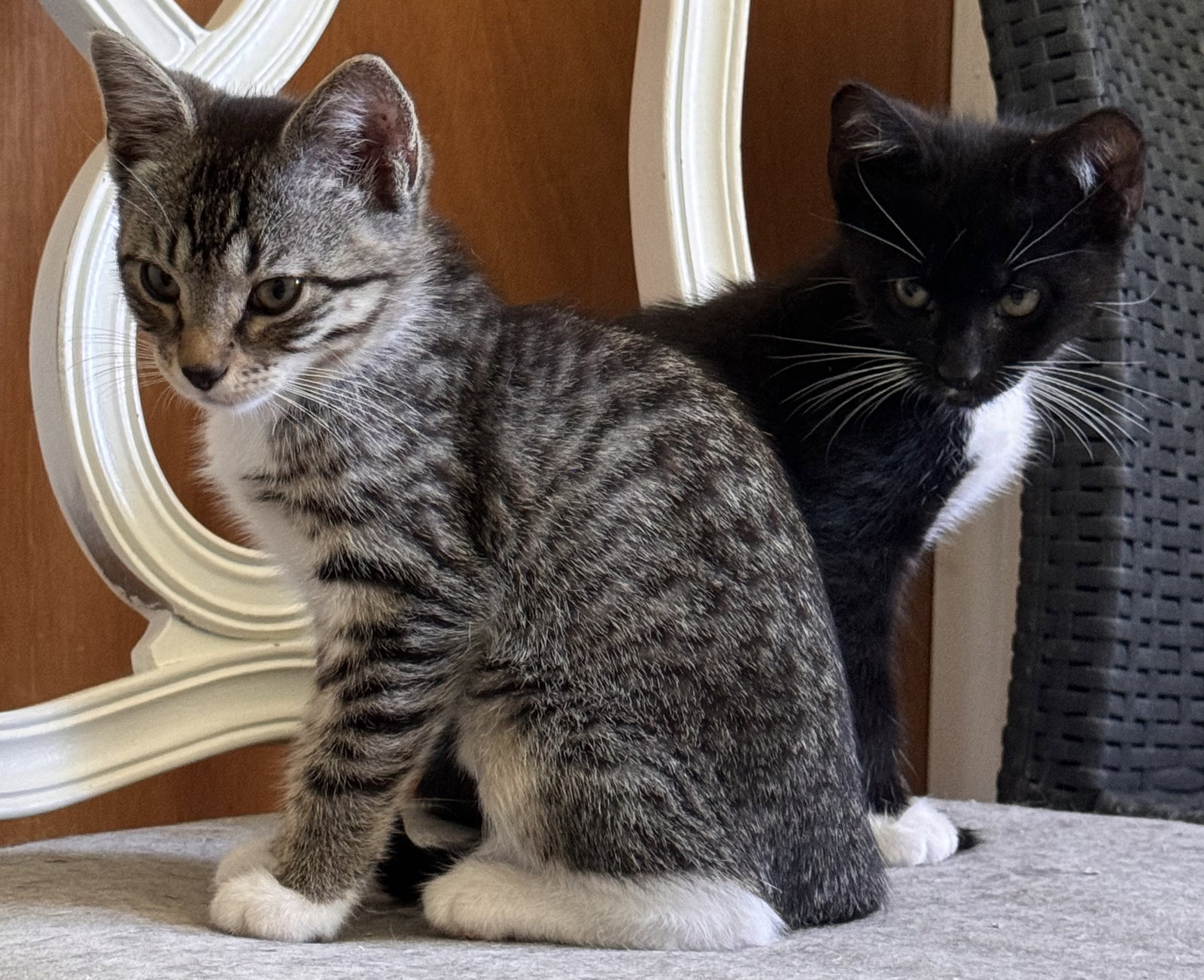 Cats for Adoption in Kansas City, Missouri | Alpha Paw