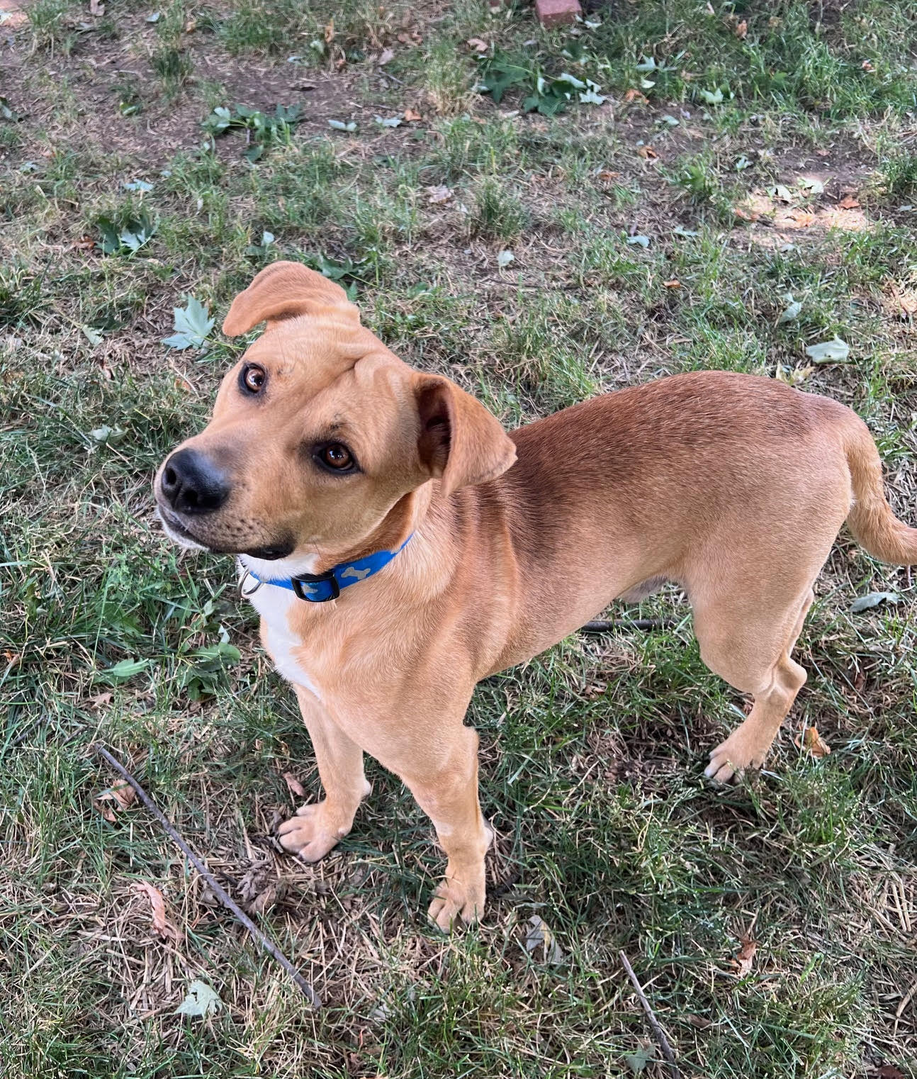 Dog for Adoption - Brecken, a Labrador Retriever in Excelsior Springs ...