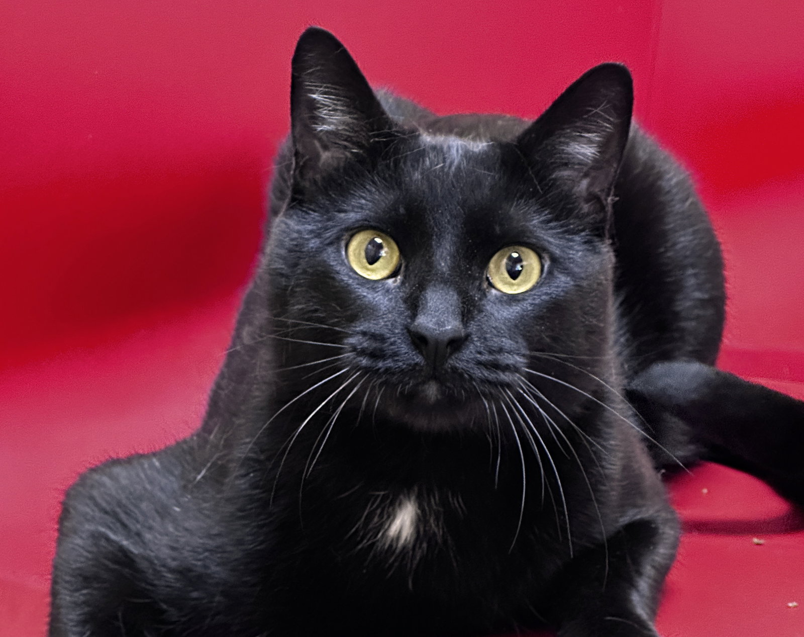 Cat adoption in Mission Viejo, CA 92690: Domestic Short Hair / Mixed ...