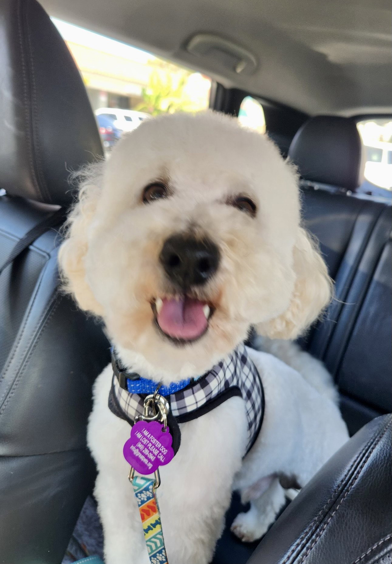 Dog for Adoption - Fitz, a Poodle (Miniature) in Redondo Beach, CA ...