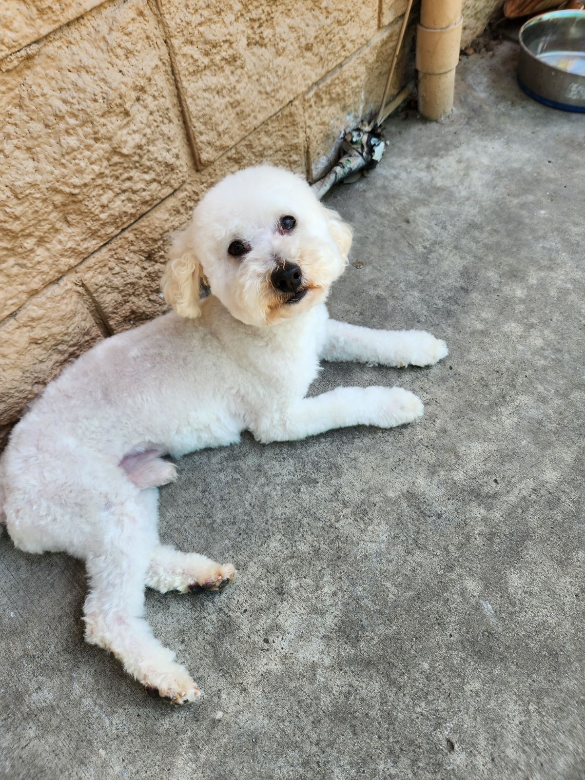 Dog for Adoption - Fitz, a Poodle (Miniature) in Redondo Beach, CA ...