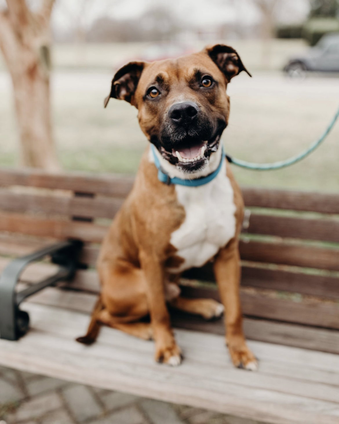 Adopt a Pit Bull in Richmond Virginia - Ring Dog Rescue