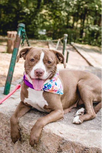 Adopt a Pit Bull in Richmond Virginia - Ring Dog Rescue