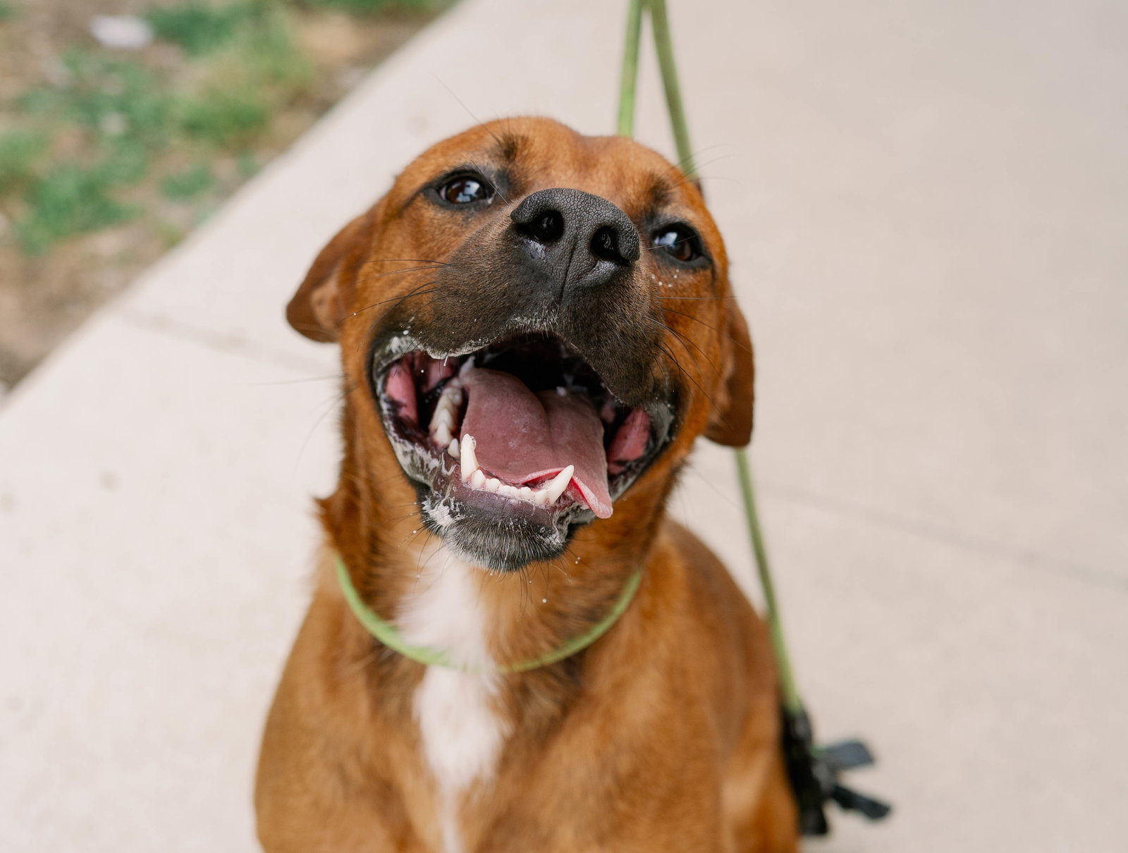 Dog for Adoption - Red in Hopewell VA, a Black Mouth Cur in James City ...