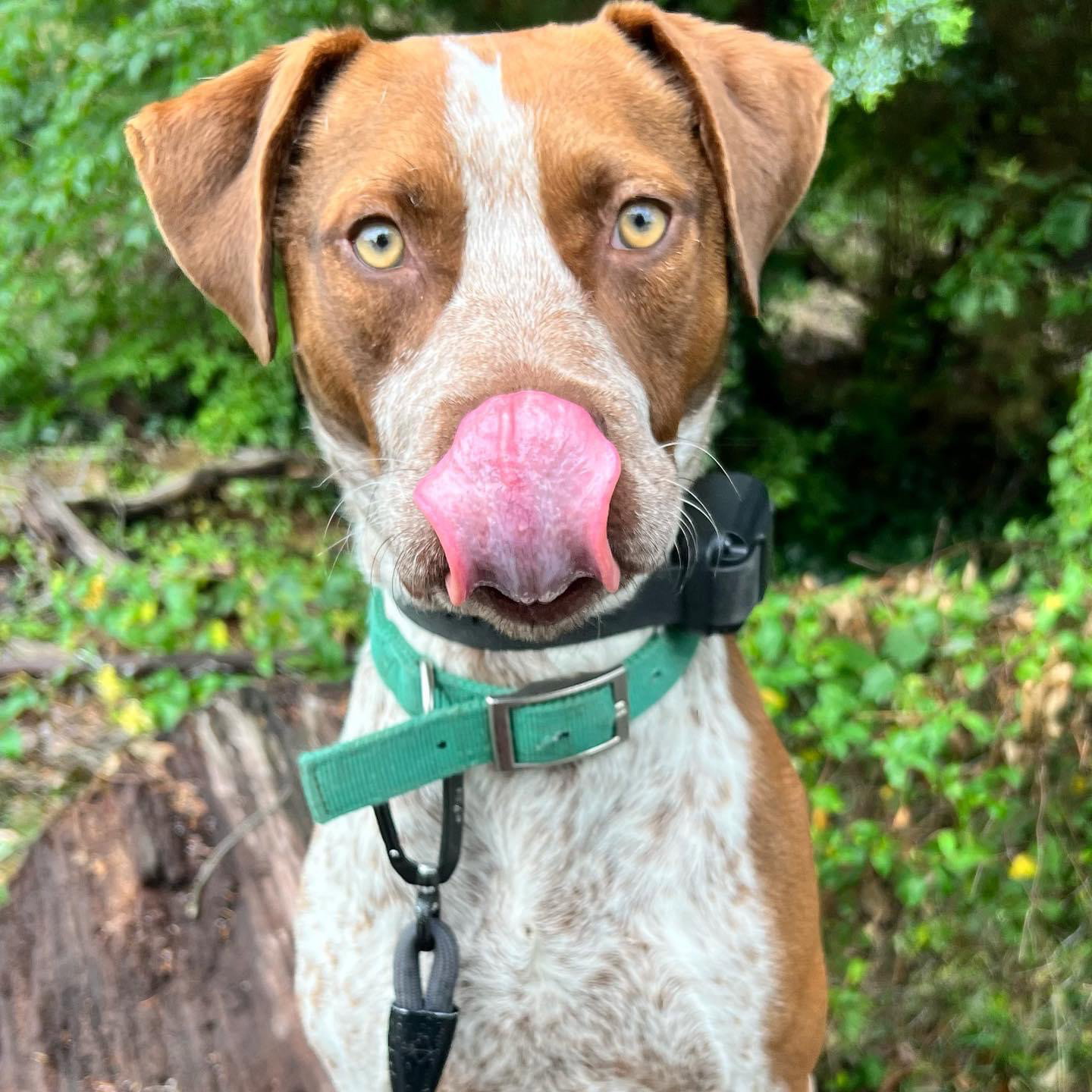 Adopt a Pit Bull in Richmond Virginia - Ring Dog Rescue